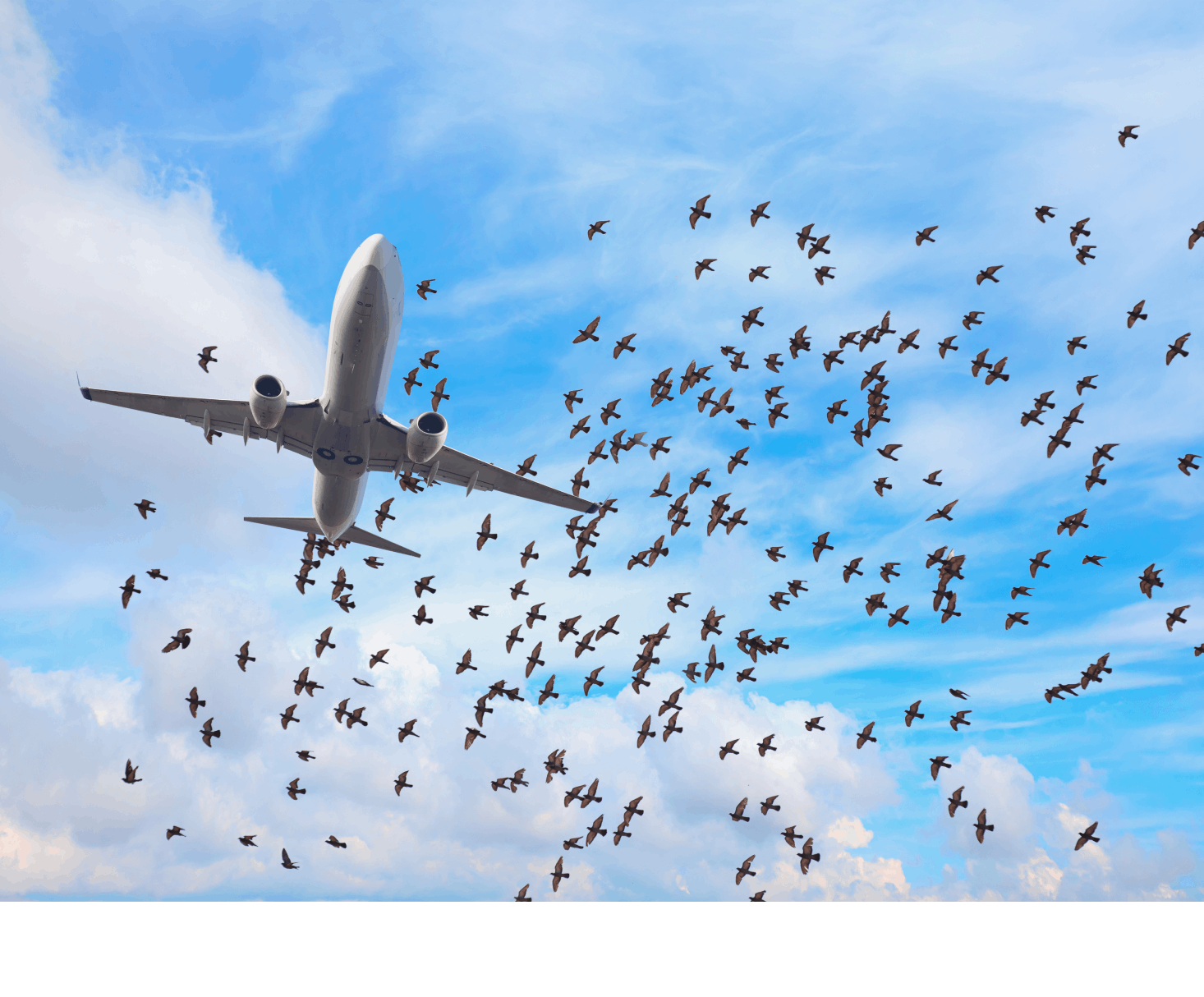 Airport Bird Control & Drone Detection Solutions | Robin Radar Systems