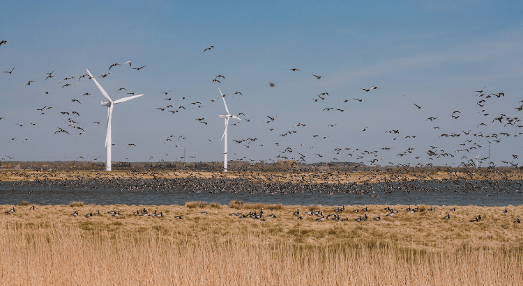 Avian Radar & Wind Farm Environmental Impact Assessments