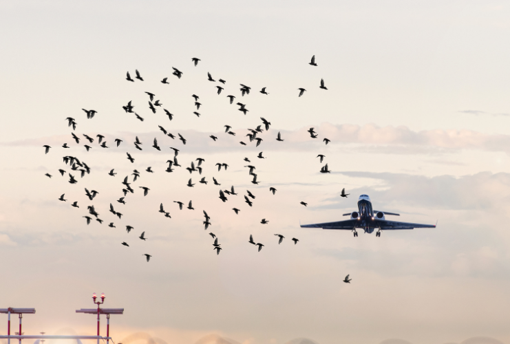 5 Reasons Why Every Airport Must Have Airport Avian Radar Systems