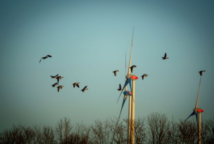 Bird Deterrent Systems for Wind Farms: The 3 Biggest Benefits