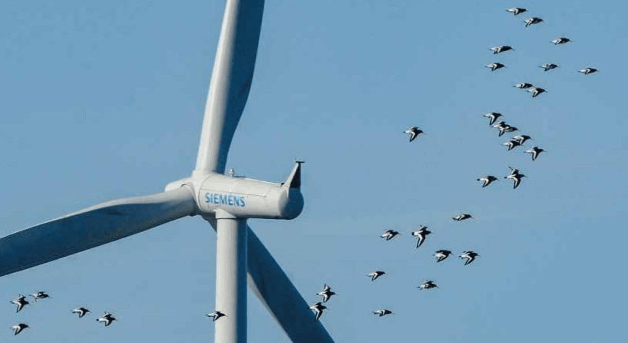 World Migratory Bird Day: How Radar Keeps Incredible Avian Journeys ...