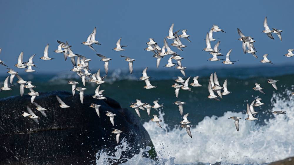 How A Bird Radar at Lista Will Save Migratory Birds From Wind Turbines