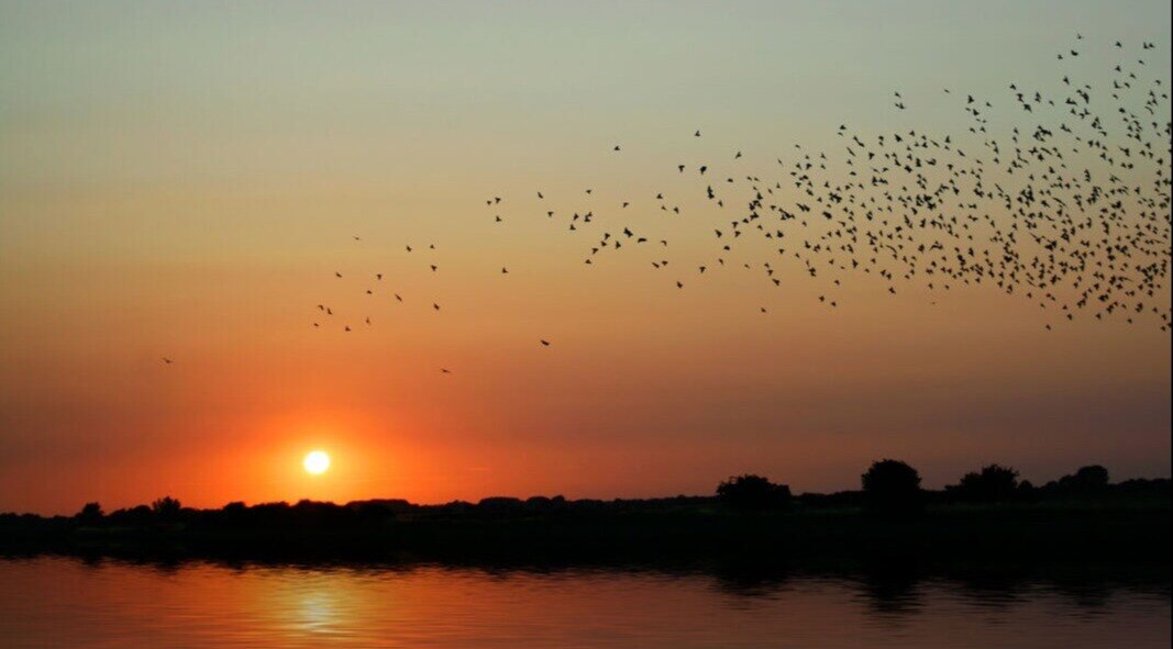 World Migratory Bird Day: How Radar Keeps Incredible Avian Journeys ...